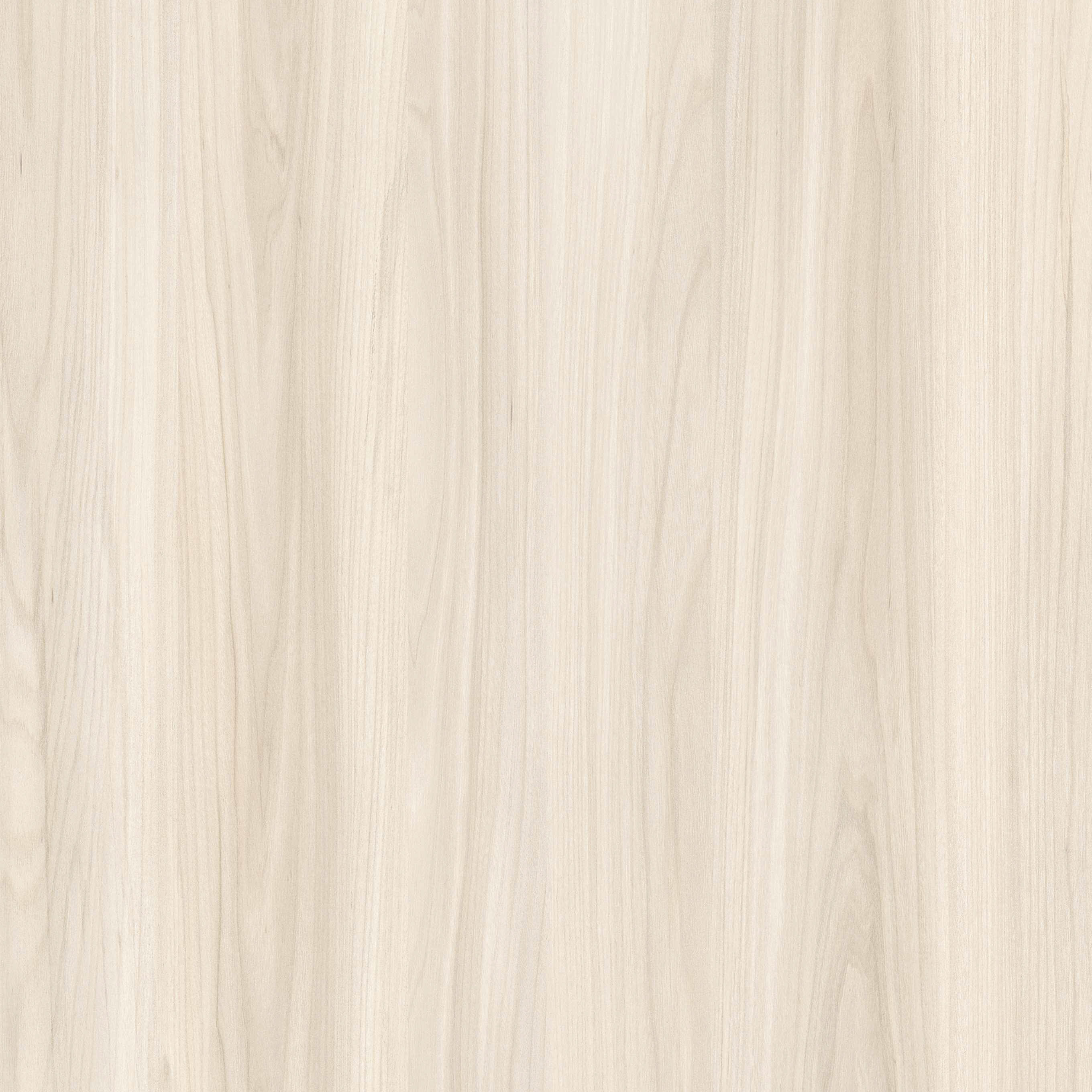 Barberino Pearl Elm